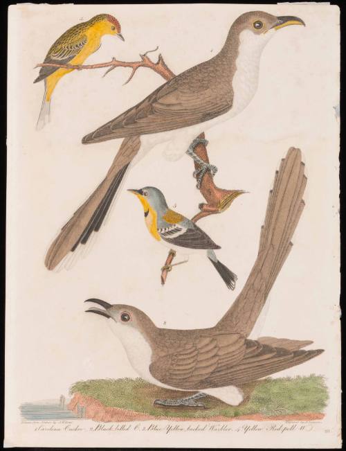 1. Carolina Cuckoo. 2. Black-billed C. (Cuckoo) 2. Blue Yellow-backed ...